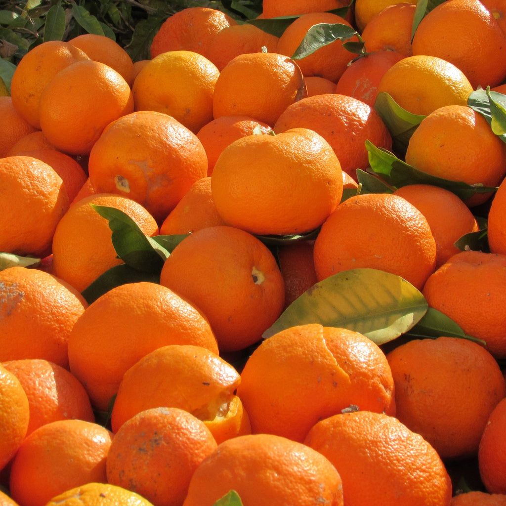 SATURDAY - Seville Orange Curd Shortbread - IFFLEY ROAD – Hamblin Bread